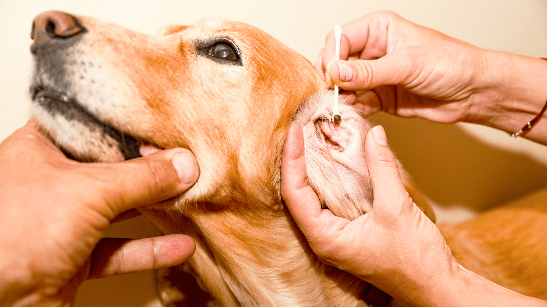 How To Clean Dog Ears: Easy Guide - Furry-Talk