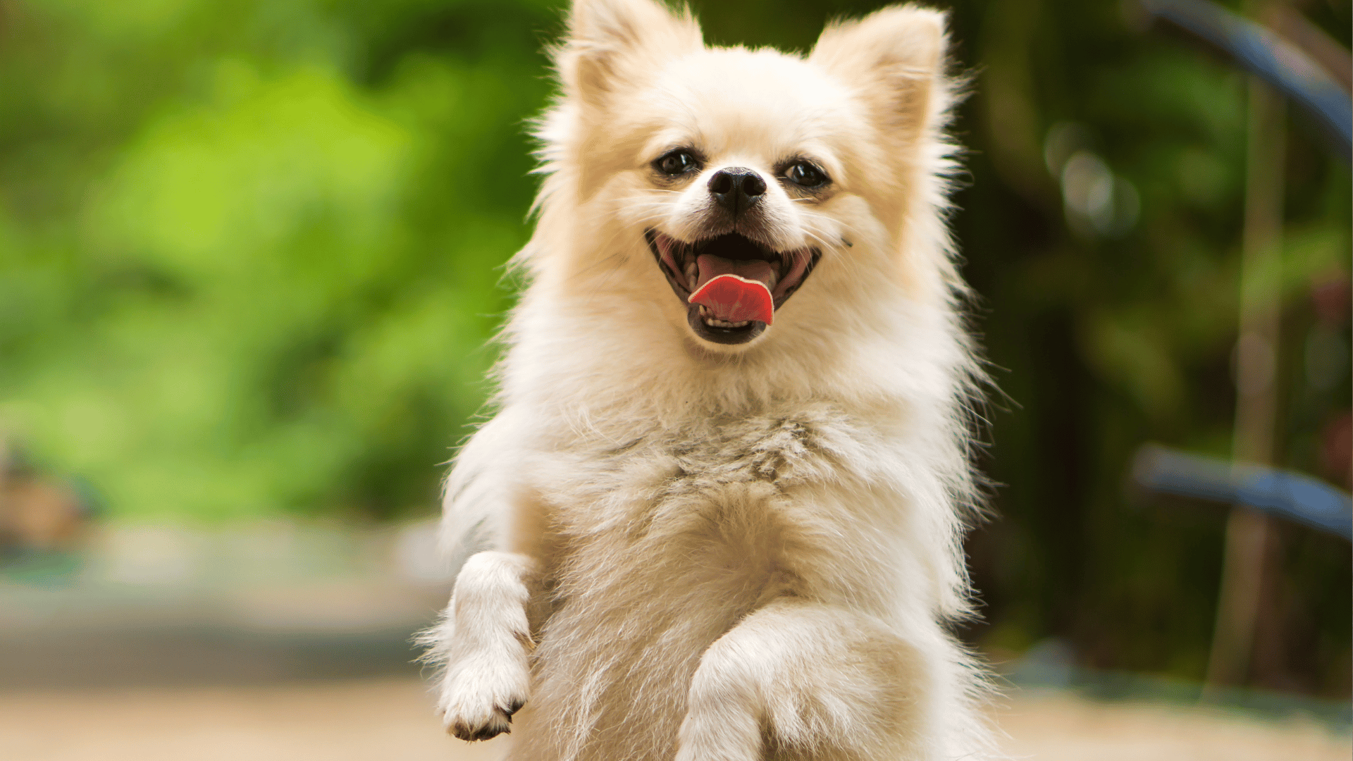 How To Read Dog Body Language - Furry-Talk