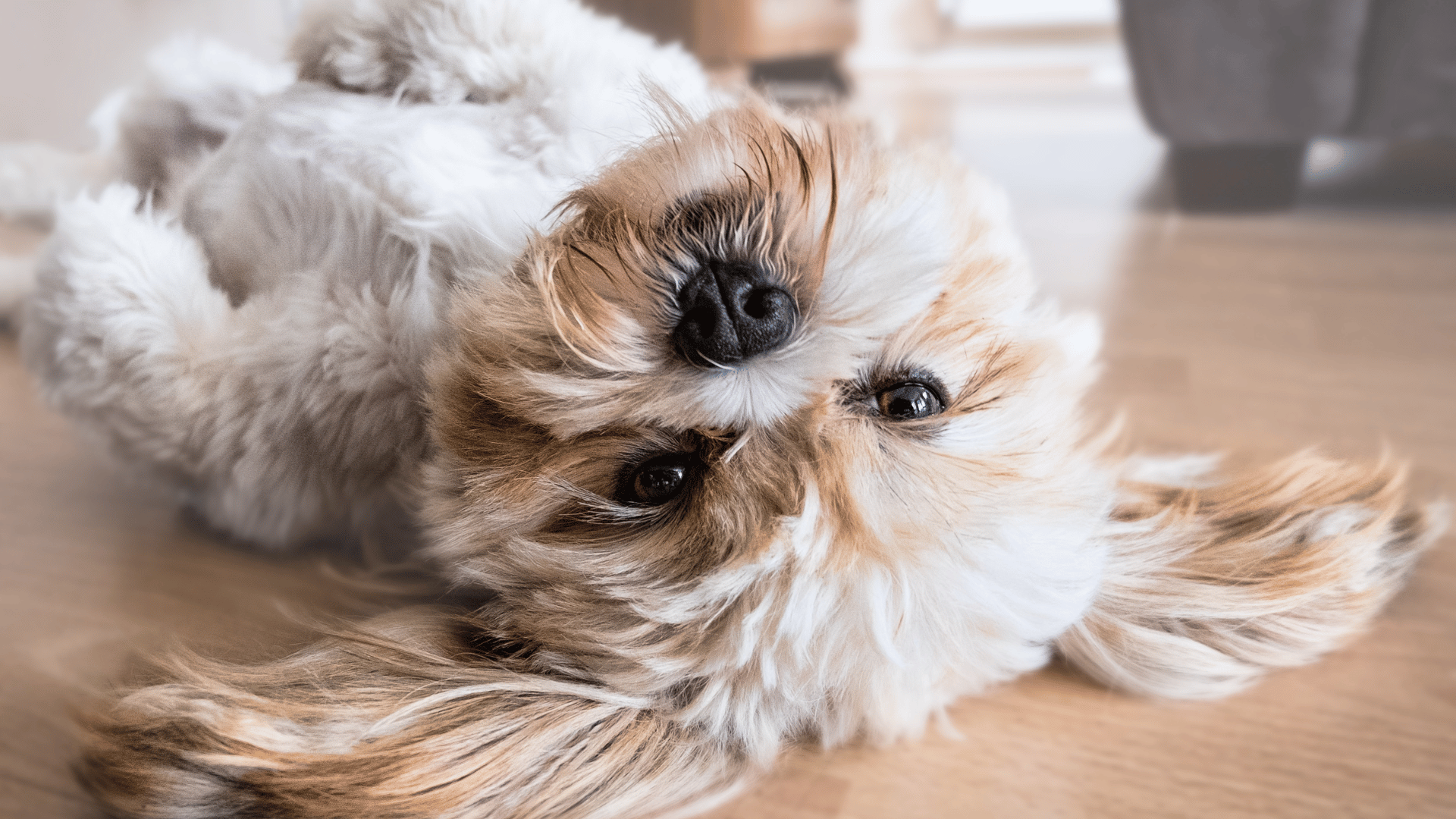 Is Your Dog Acting Weird? The Best expert Tip - Furry-Talk