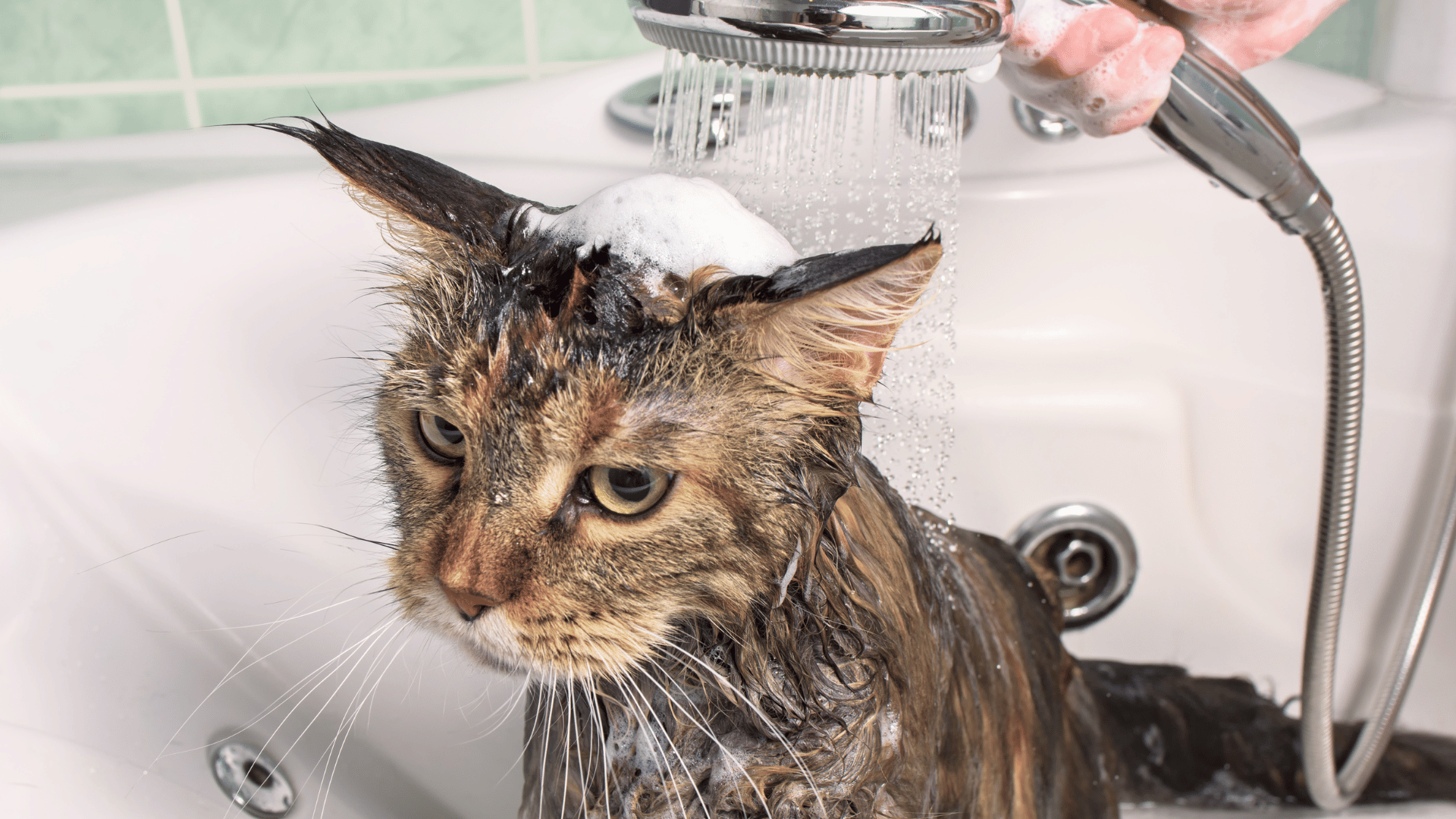 The Best Cat Bath Tips: Easy Guide - Furry-Talk